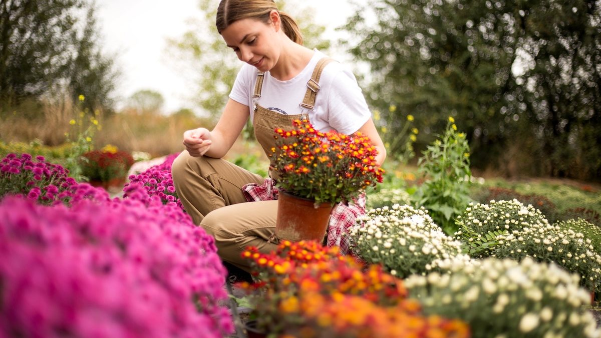 12 Best Fall Flowers to Plant Now, Gardeners Say — Best Life