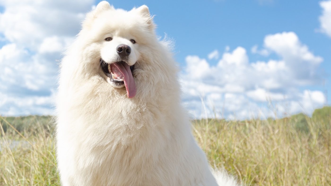 10 Best Fluffy Dog Breeds, According to Veterinarians — Best Life