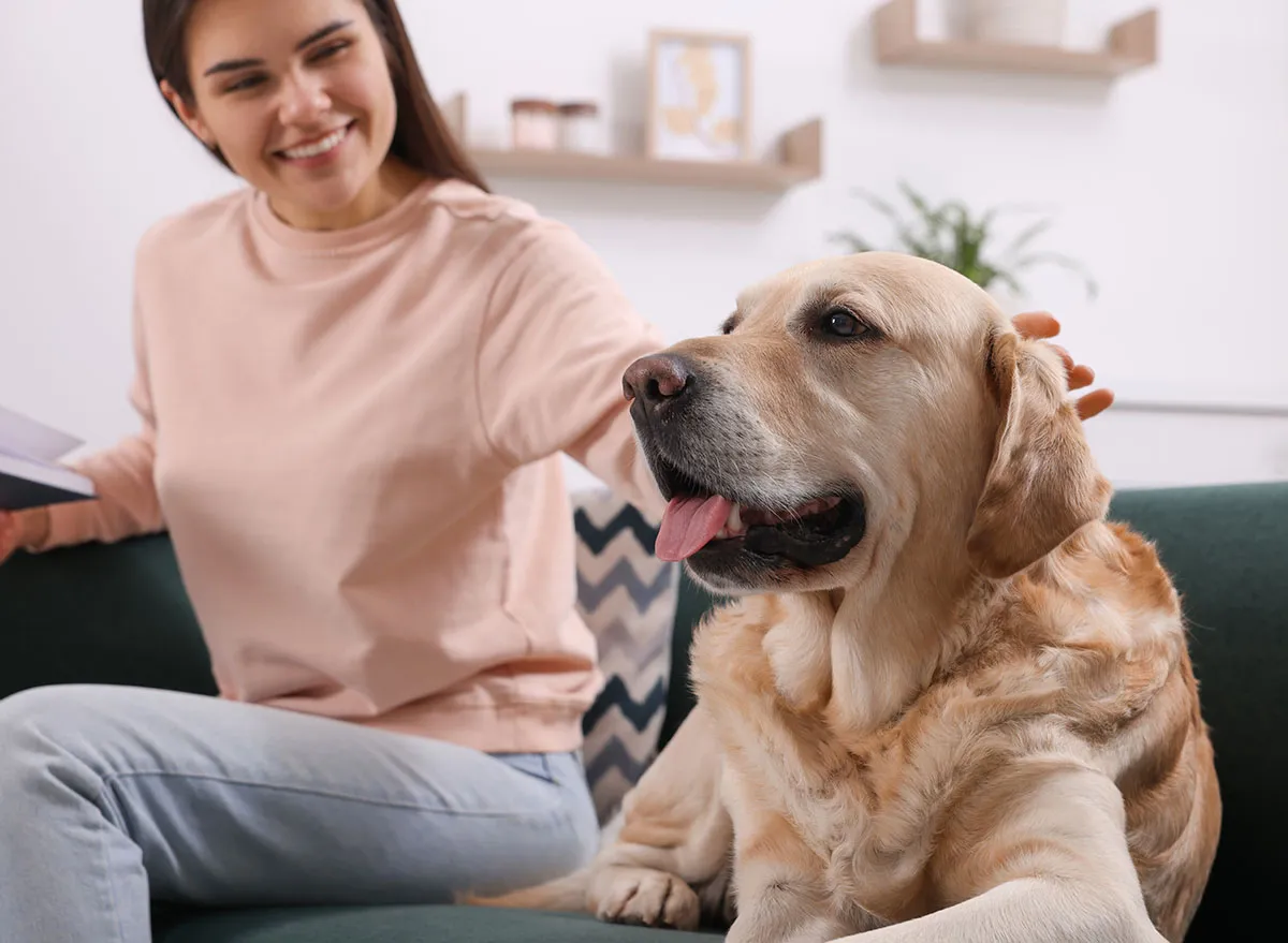 10 Dog Breeds That Rarely Act Destructive, According to Veterinarians