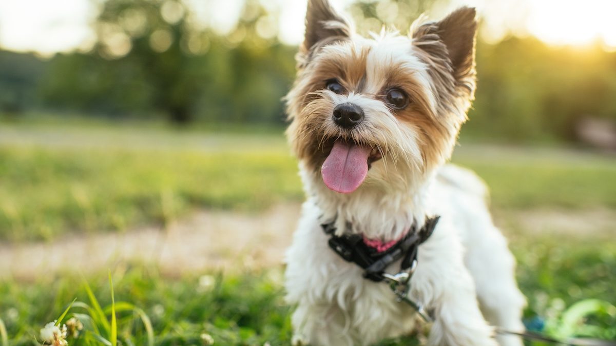 17 Best Small Dog Breeds — Best Life
