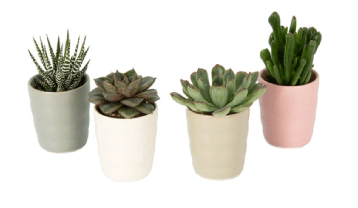 11 Best Lidl New Arrivals Hitting Shelves This Week — Best Life